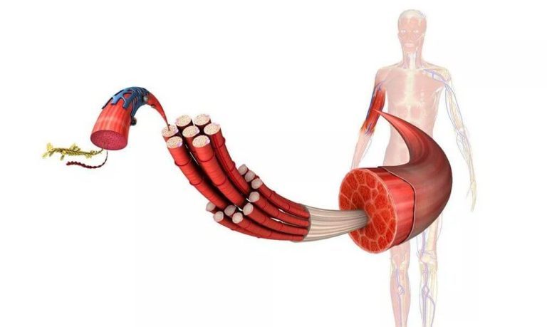 What Is Fascia And Its Function?